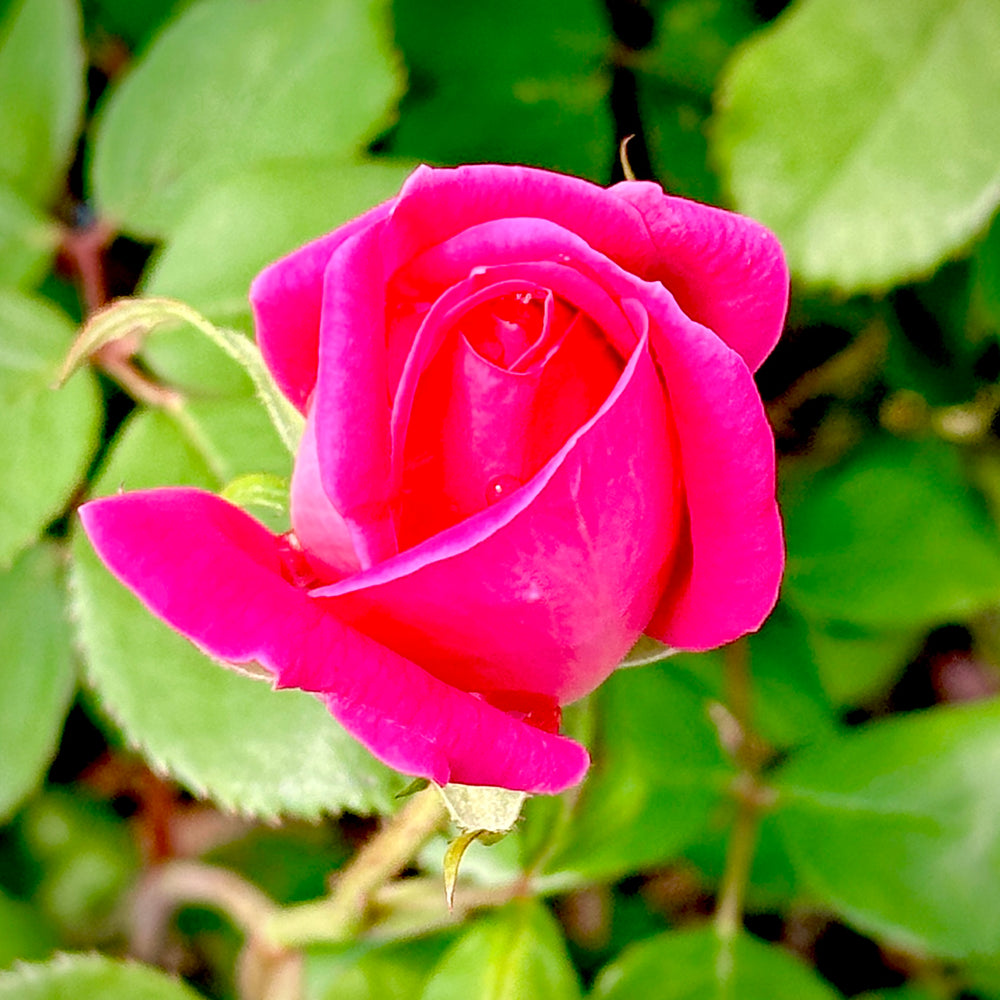 Double Pink Knock Out® Rose - 3 gallon container – Lots of Plants