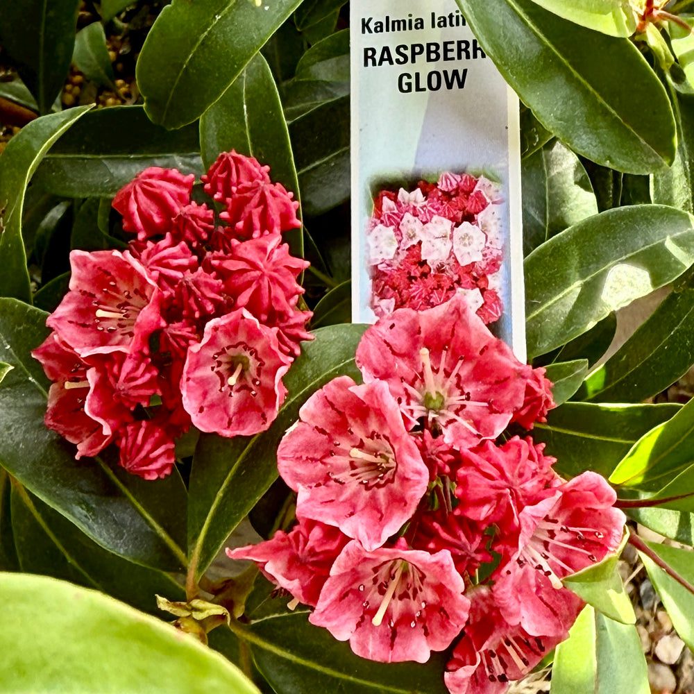 Raspberry Glow Mountain Laurel - 2 gallon container – Lots of Plants