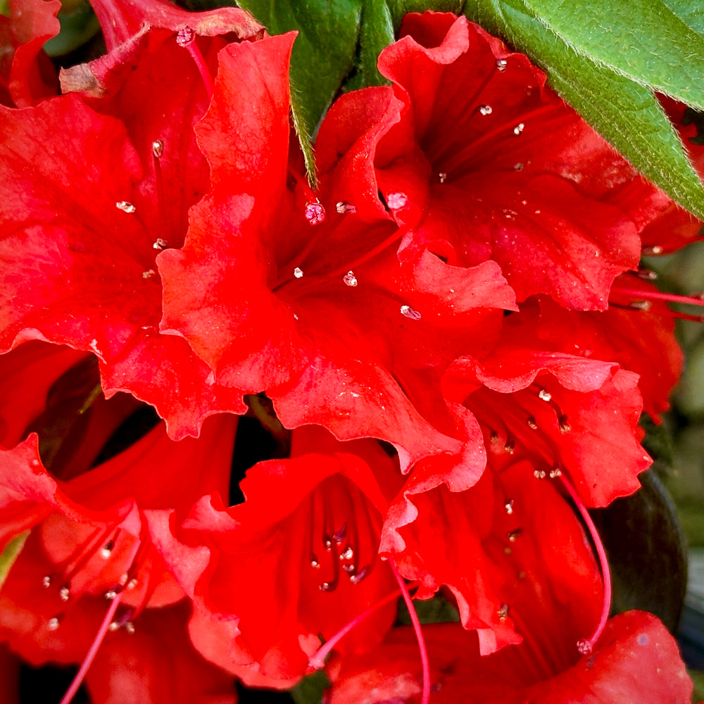 Perfecto Mundo® Orange Azalea- 3 gallon container – Lots of Plants