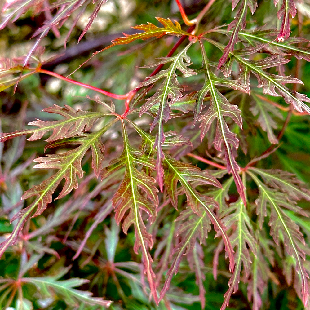 Orangeola Japanese Maple - 2 gallon container- 2-3ft – Lots of Plants