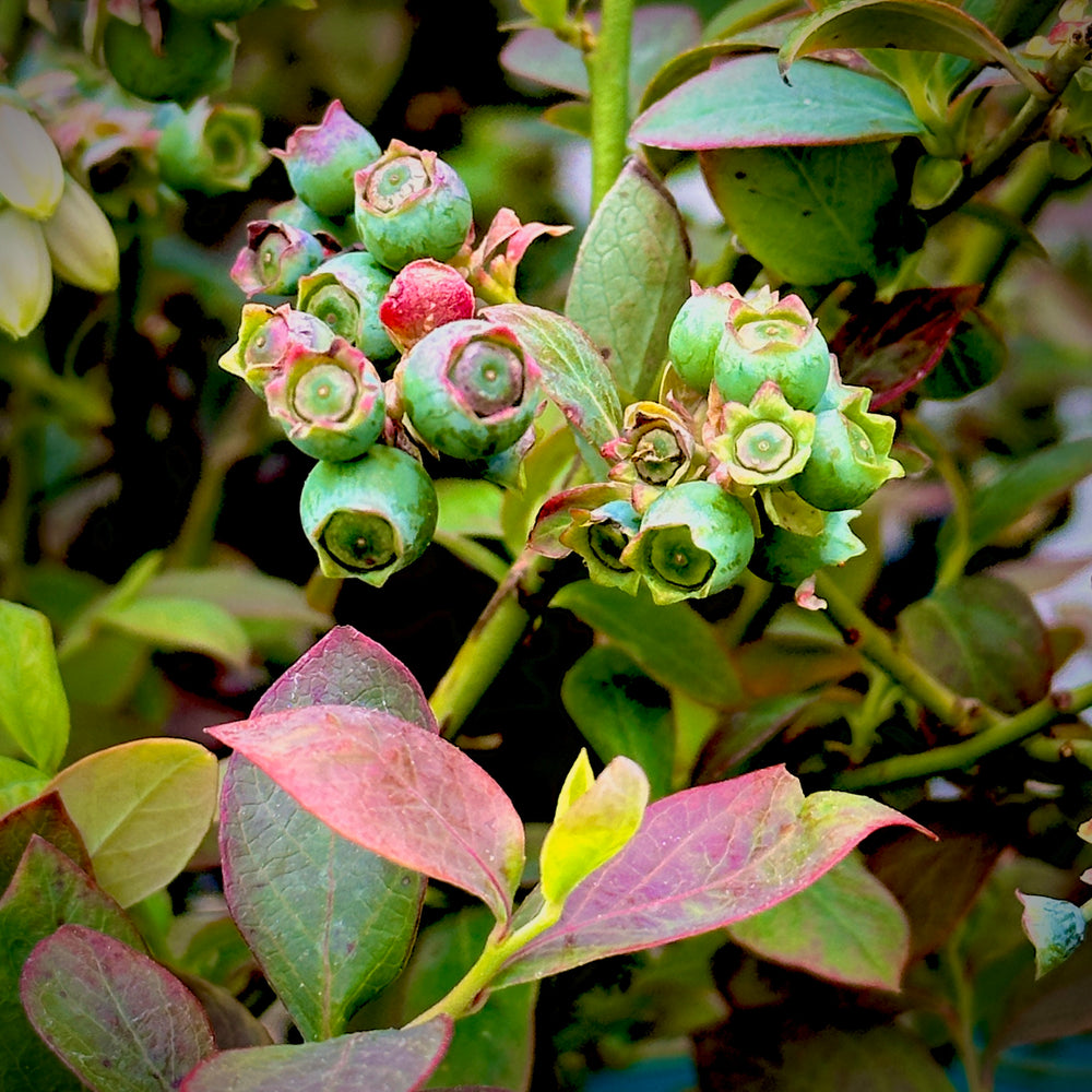 Silver Dollar® Blueberry by Bushel and Berry®- 2 gallon container ...