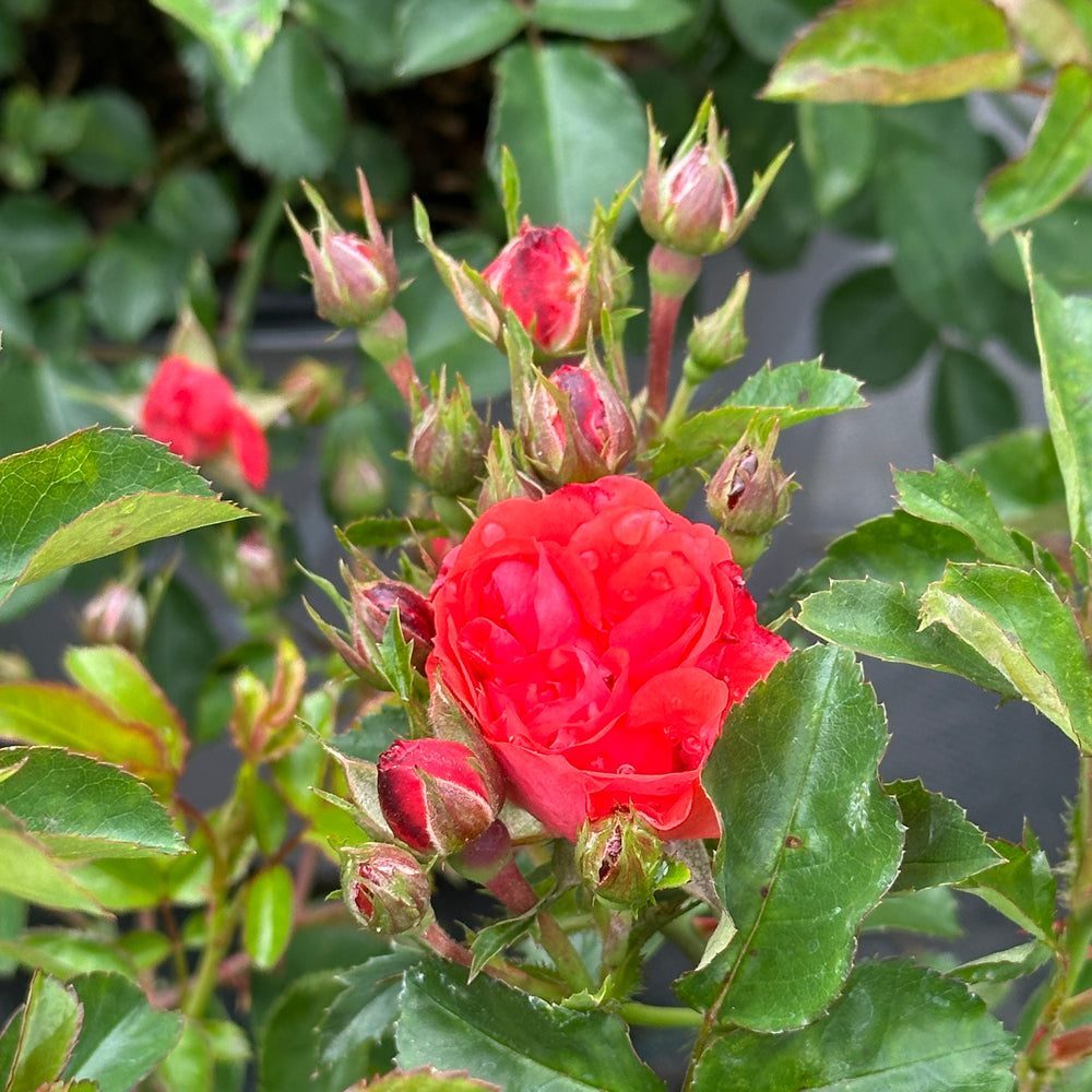 Coral Drift® Rose - 3 gallon container – Lots of Plants