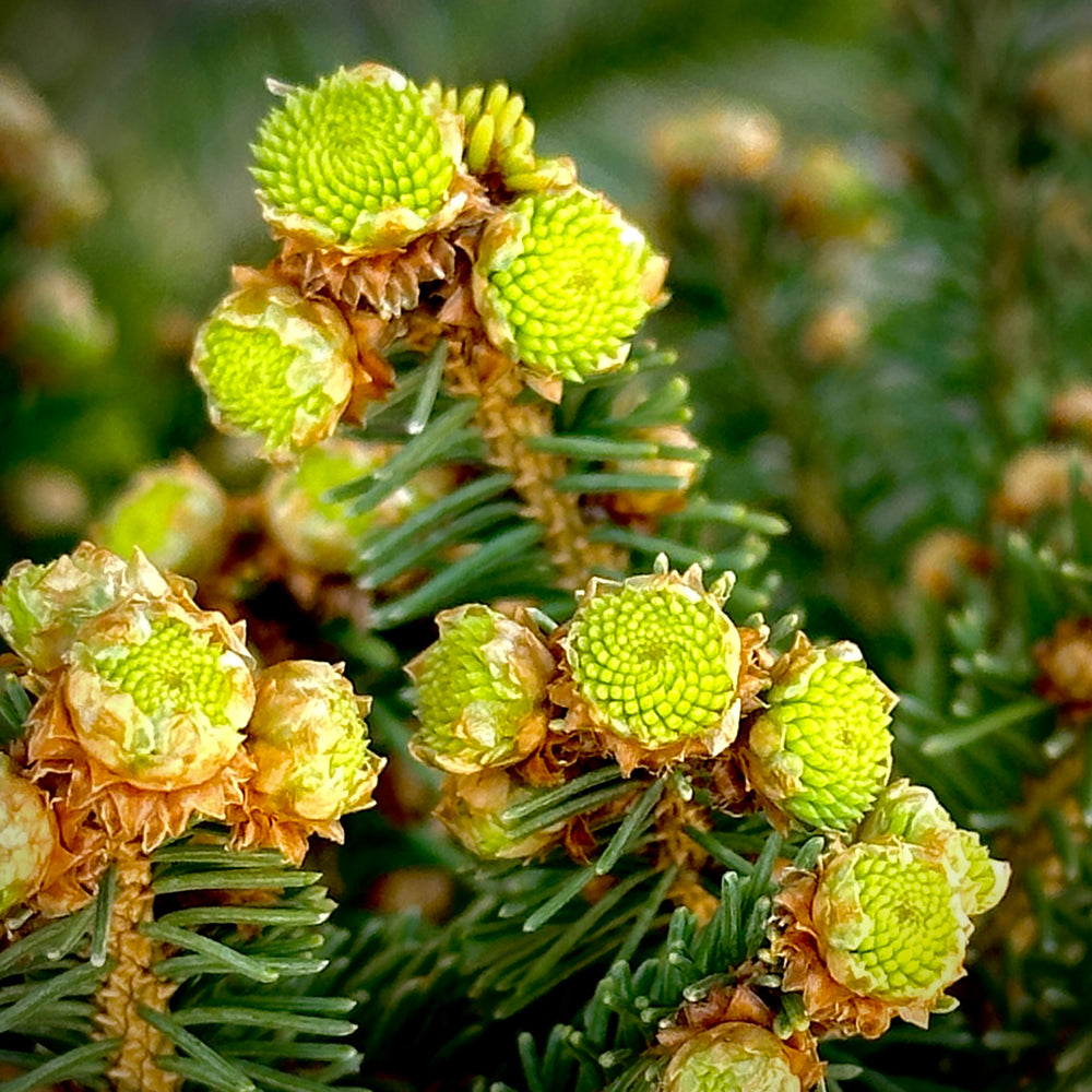 Little Gem Norway Spruce Topiary Tree - 2 gallon container – Lots of Plants