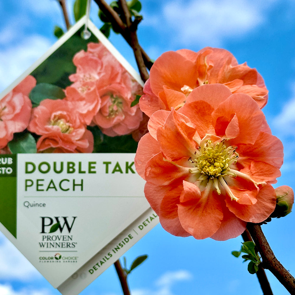 Double Take™ Peach Storm Quince - 3 or 7 gallon container – Lots of Plants