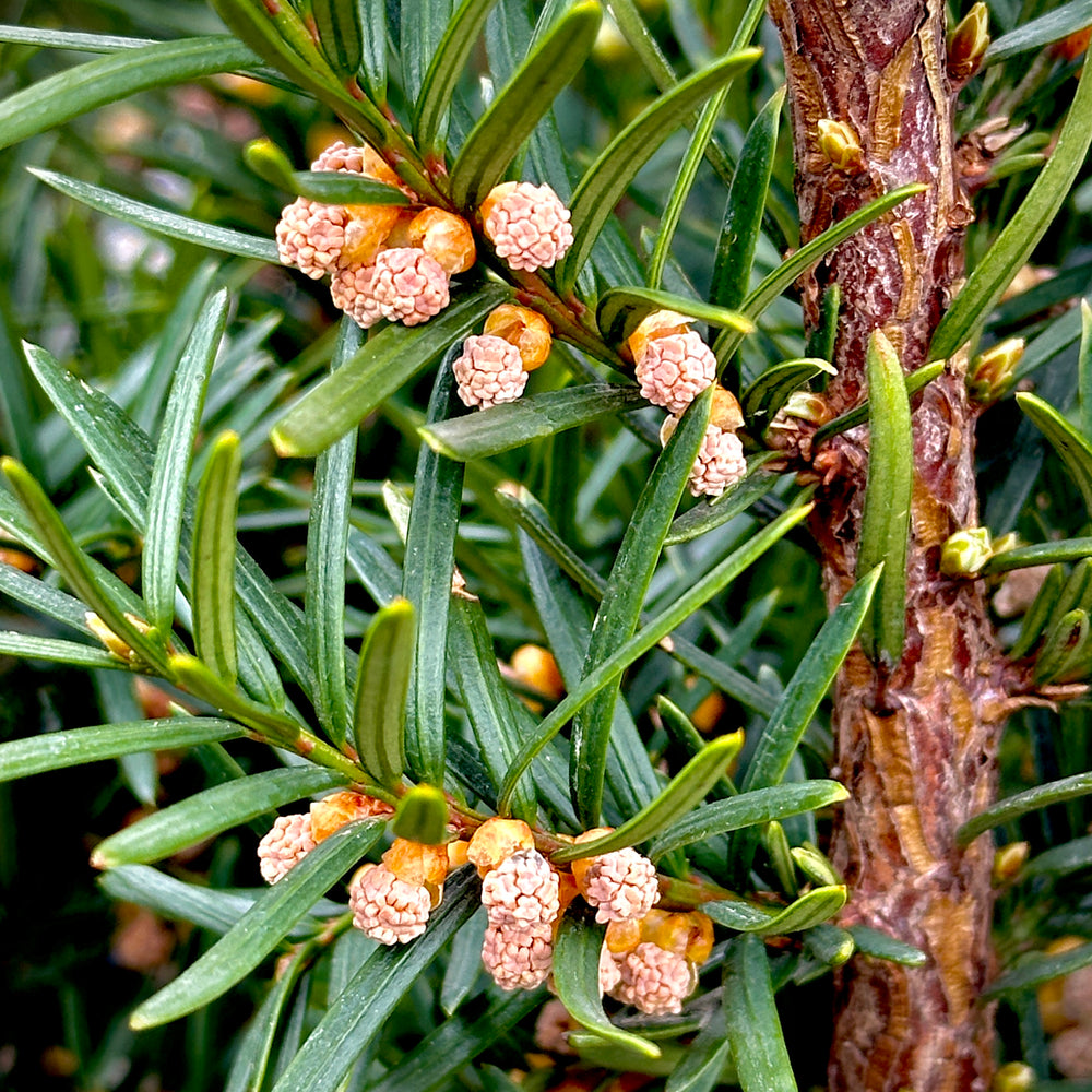 Dense Spreading Yew - 3 gallon container – Lots of Plants