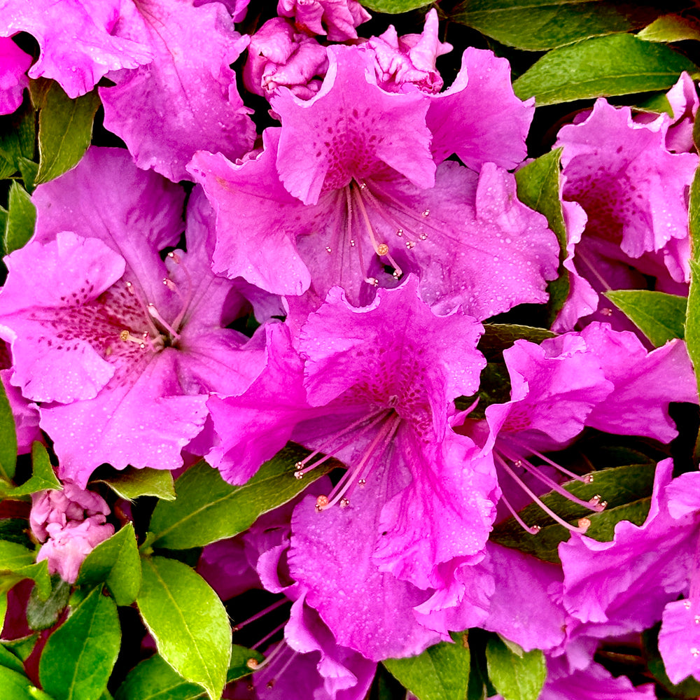 Autumn Lilac® Encore Azalea - 3 gallon container – Lots of Plants