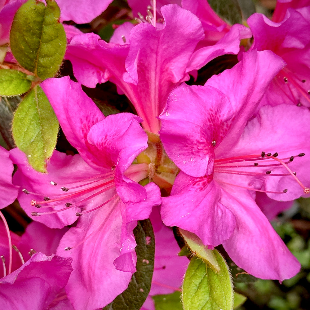 Autumn Royalty® Encore Azalea - 3 gallon container – Lots of Plants