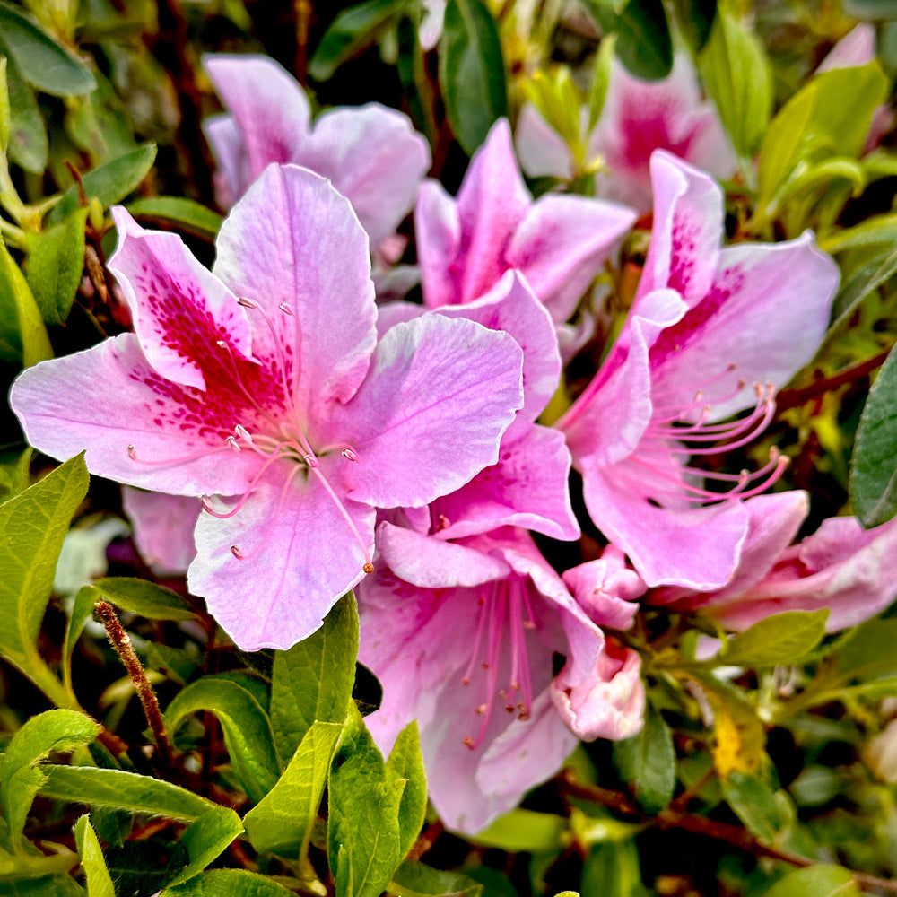 George L. Taber Azalea - 3 gallon container – Lots of Plants