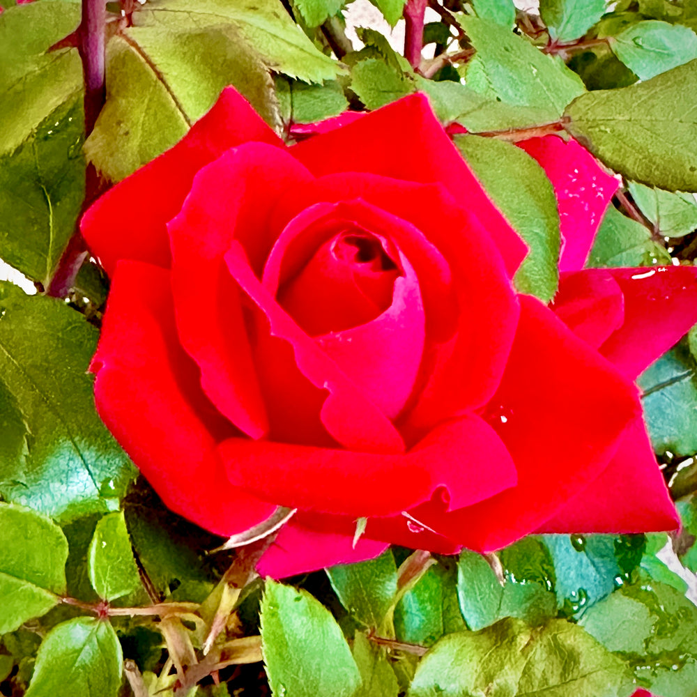 Double Red Knock Out® Rose - 3 gallon container – Lots of Plants