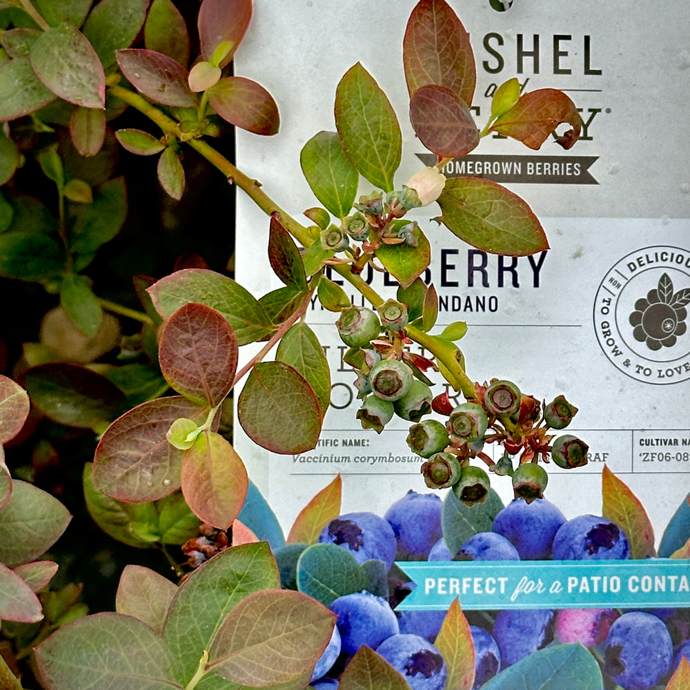 Silver Dollar® Blueberry by Bushel and Berry®- 2 gallon container ...