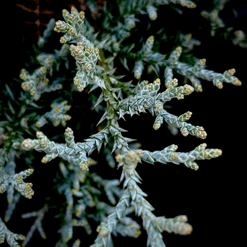 Angelica Blue Juniper - 3 gallon container – Lots of Plants