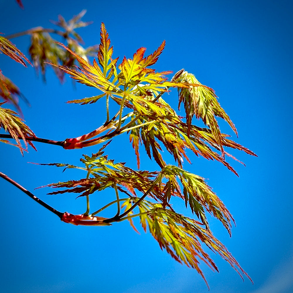 Orangeola Japanese Maple - 2 gallon container- 2-3ft – Lots of Plants