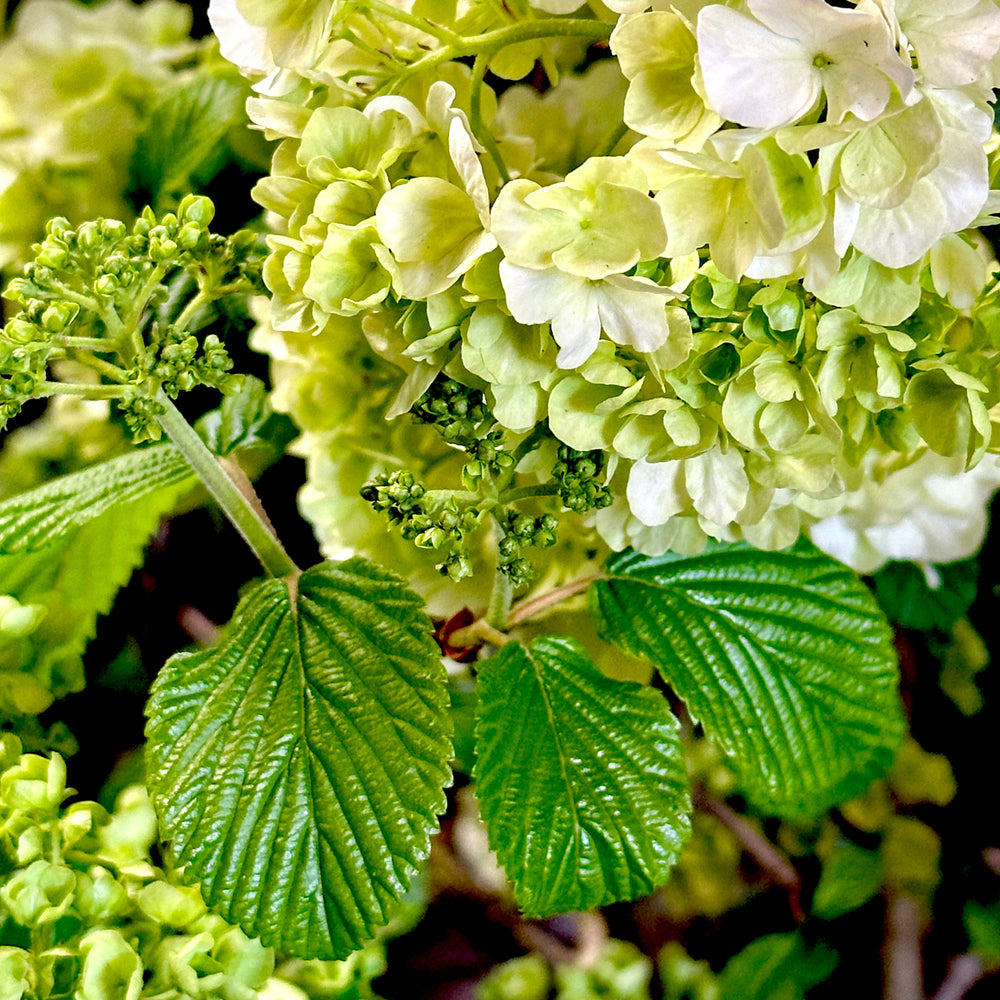 Popcorn Viburnum - 3 gallon container – Lots of Plants