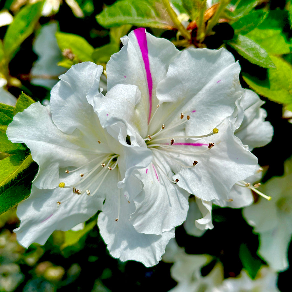 Autumn Lily® Encore Azalea - 3 gallon container – Lots of Plants