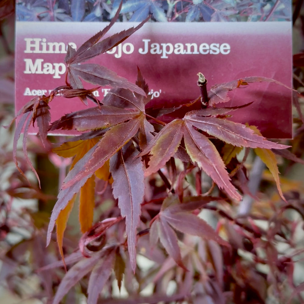 Hime Shojo Japanese Maple - 3 gallon container- 2-3ft – Lots of Plants