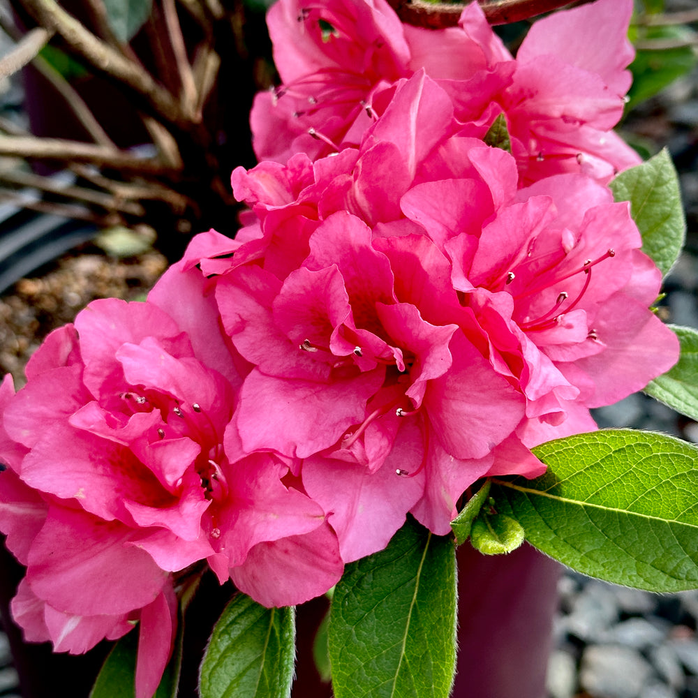 Autumn Rouge® Encore Azalea - 3 gallon container – Lots of Plants