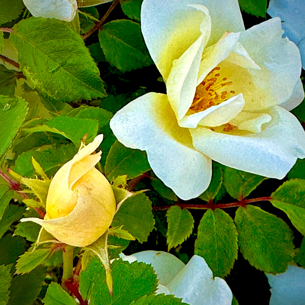 White Knock Out® Rose - 3 gallon container – Lots of Plants