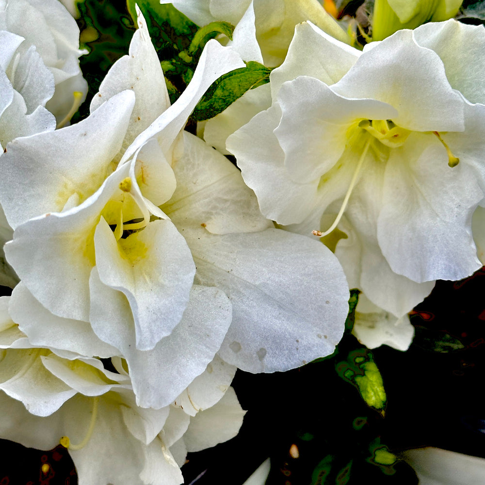 Perfecto Mundo® Double White Azalea- 3 gallon container – Lots of Plants
