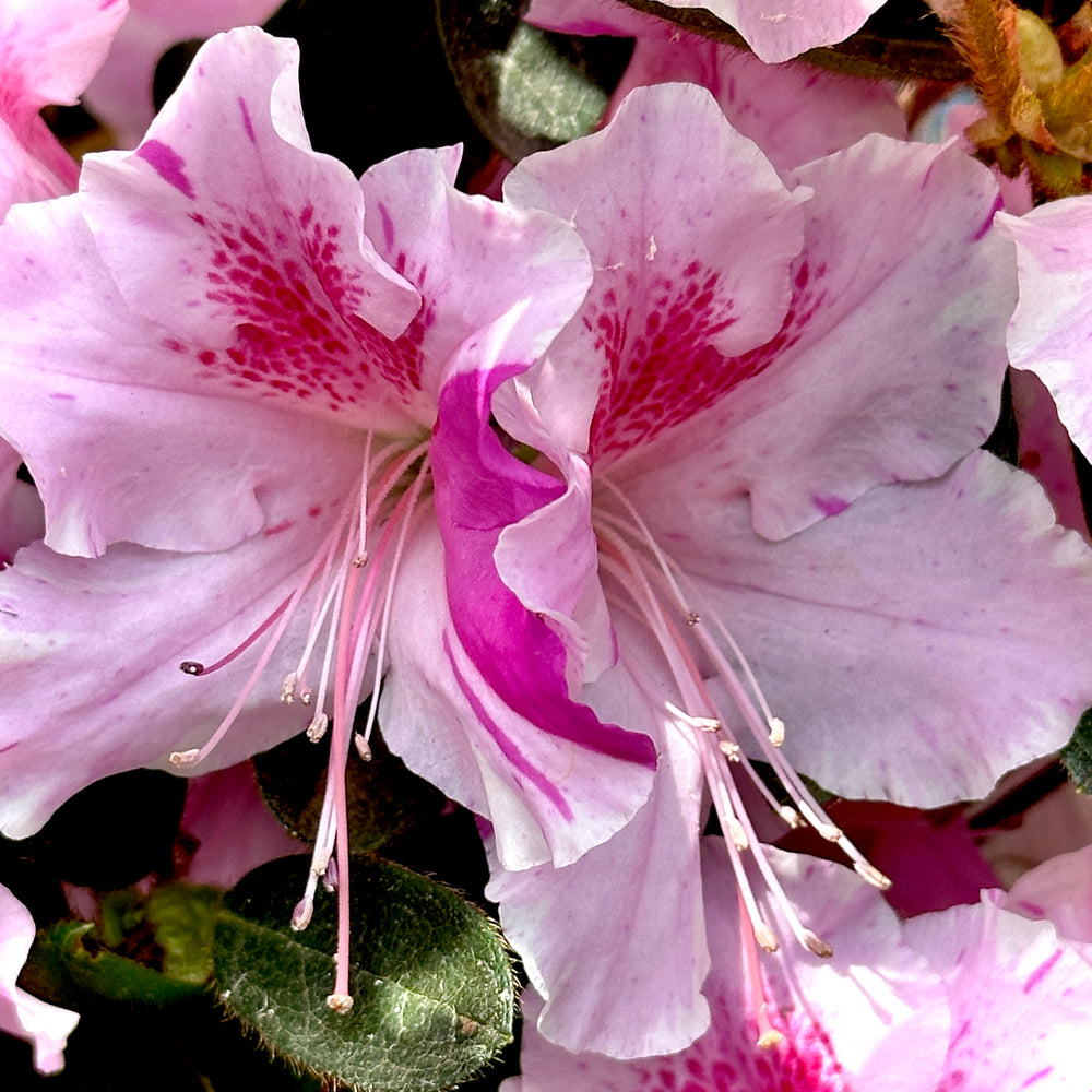 Autumn Twist® Encore Azalea - 3 gallon container – Lots of Plants