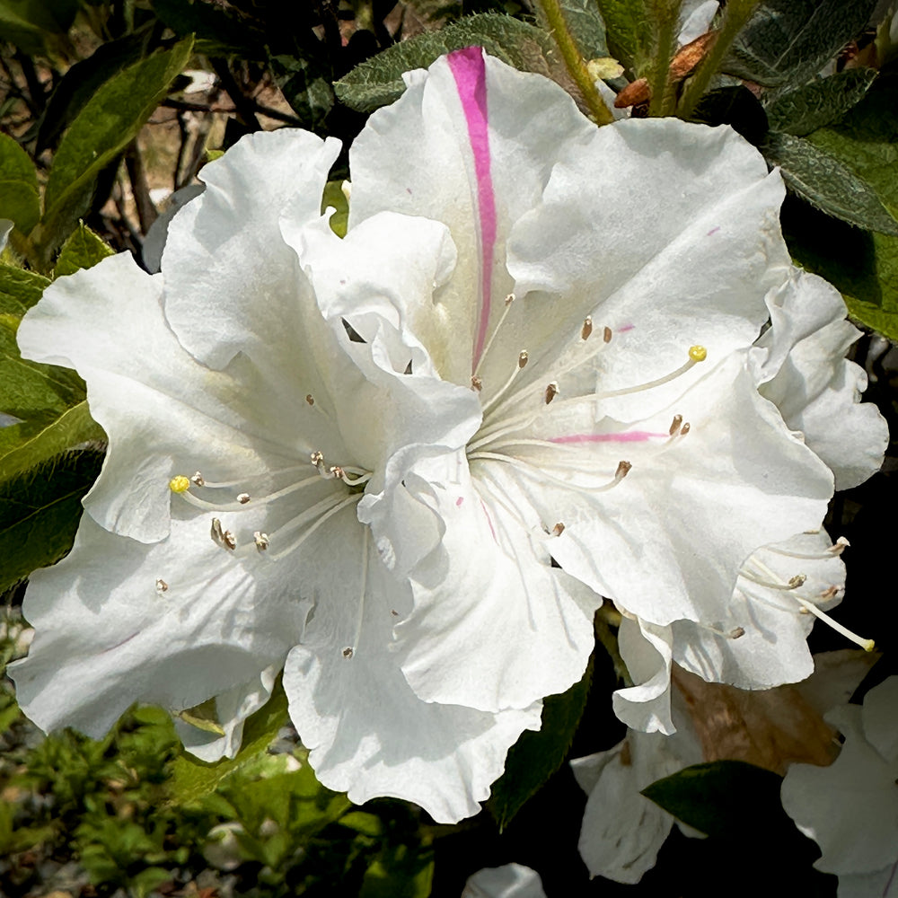 Autumn Lily® Encore Azalea - 3 gallon container – Lots of Plants