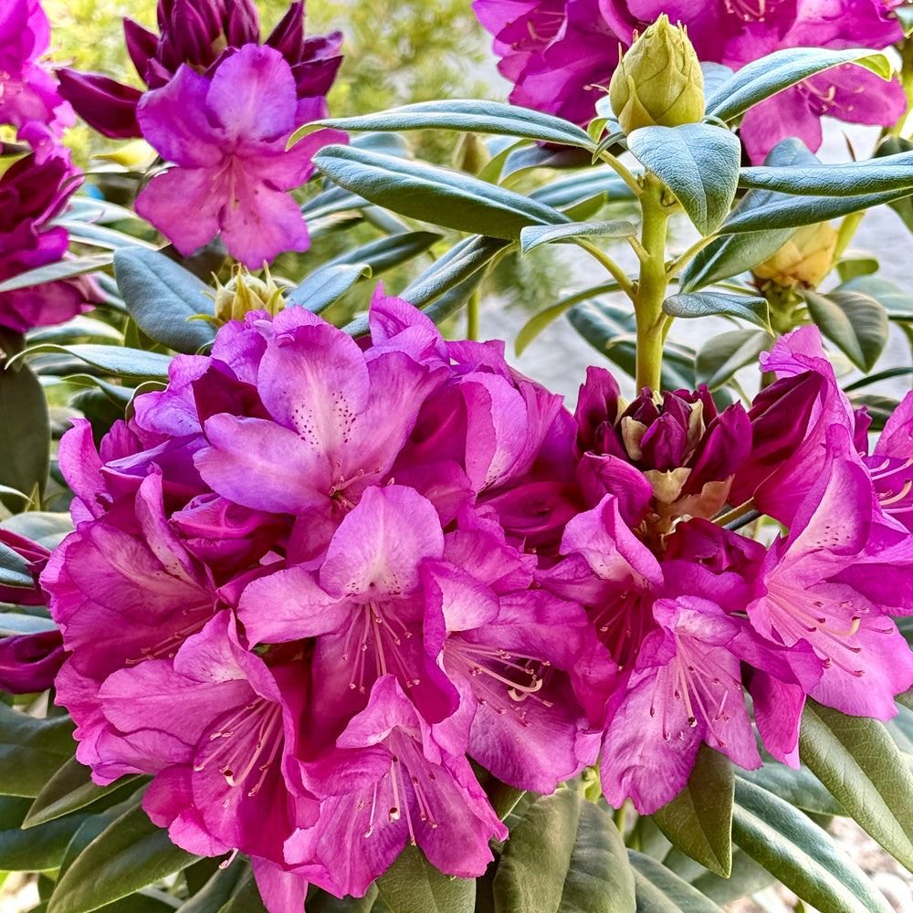 Purple Passion Rhododendron - 3 gallon container – Lots of Plants