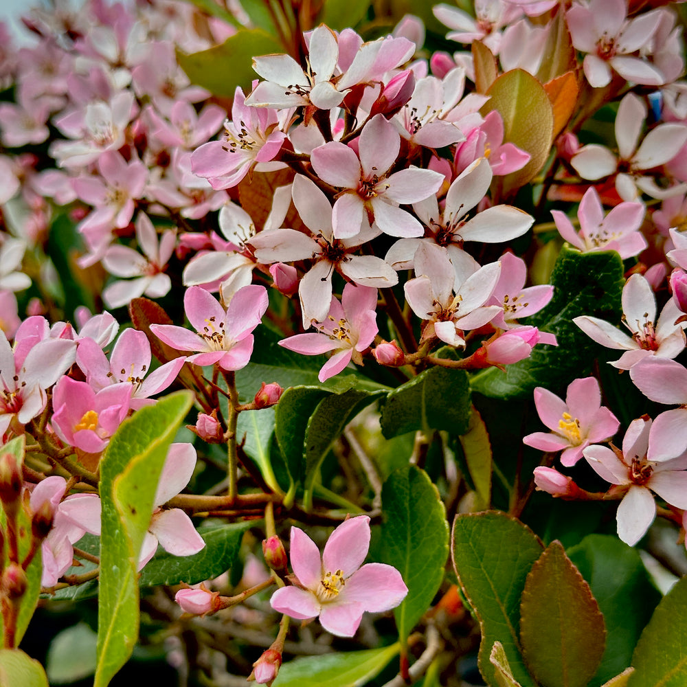 Eleanor Taber Indian Hawthorne - 3 gallon container – Lots of Plants