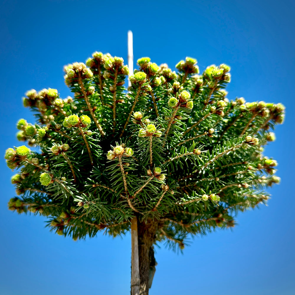 Little Gem Norway Spruce Topiary Tree - 2 gallon container – Lots of Plants