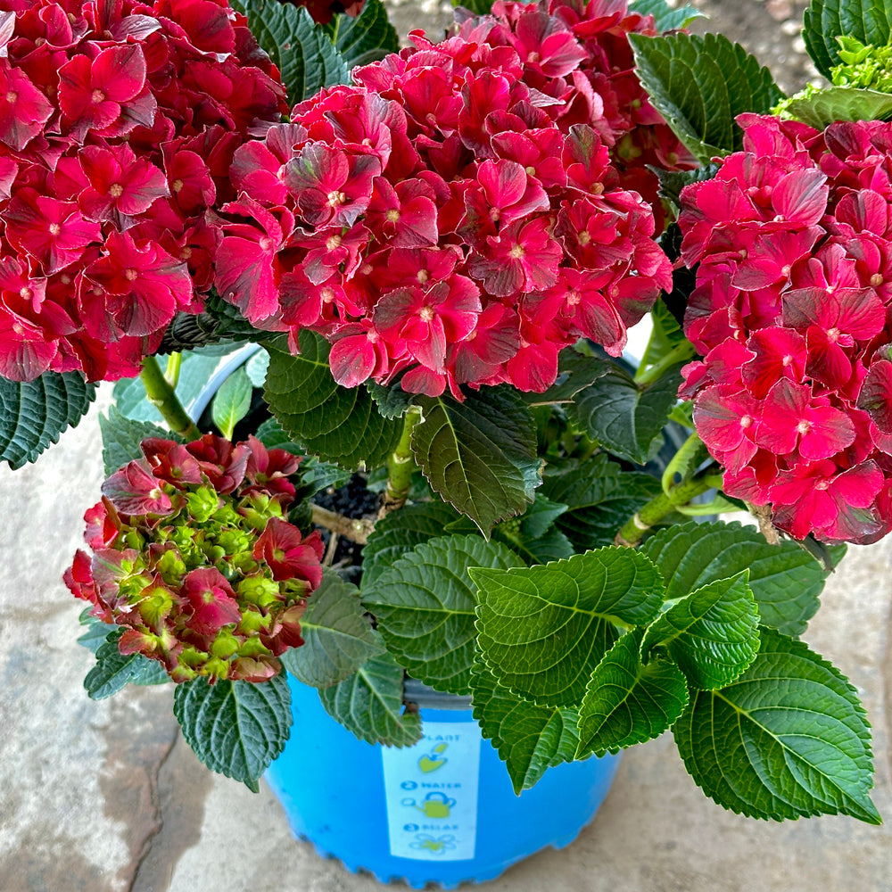 Cherry-Go-Round™ Reblooming Hydrangea- 3 or 7 gallon container – Lots ...