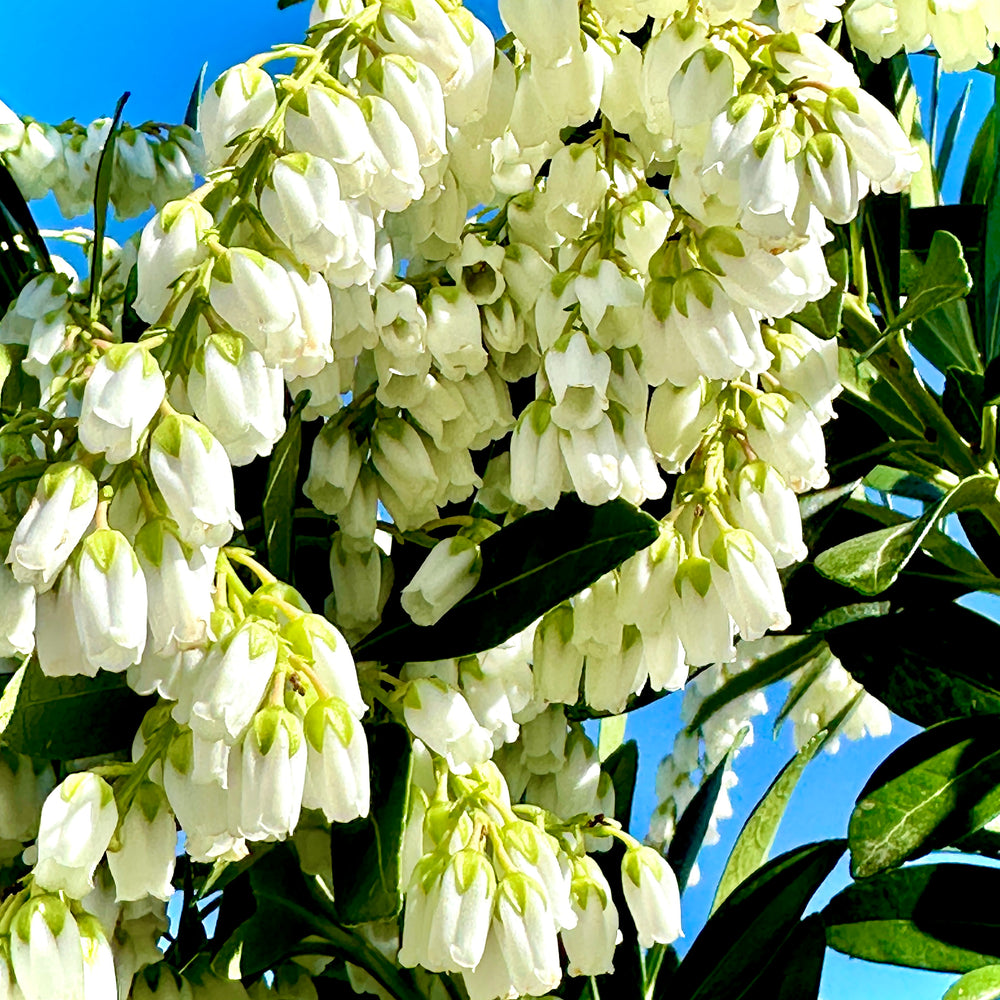 Mountain Snow Pieris - 3 gallon container – Lots of Plants