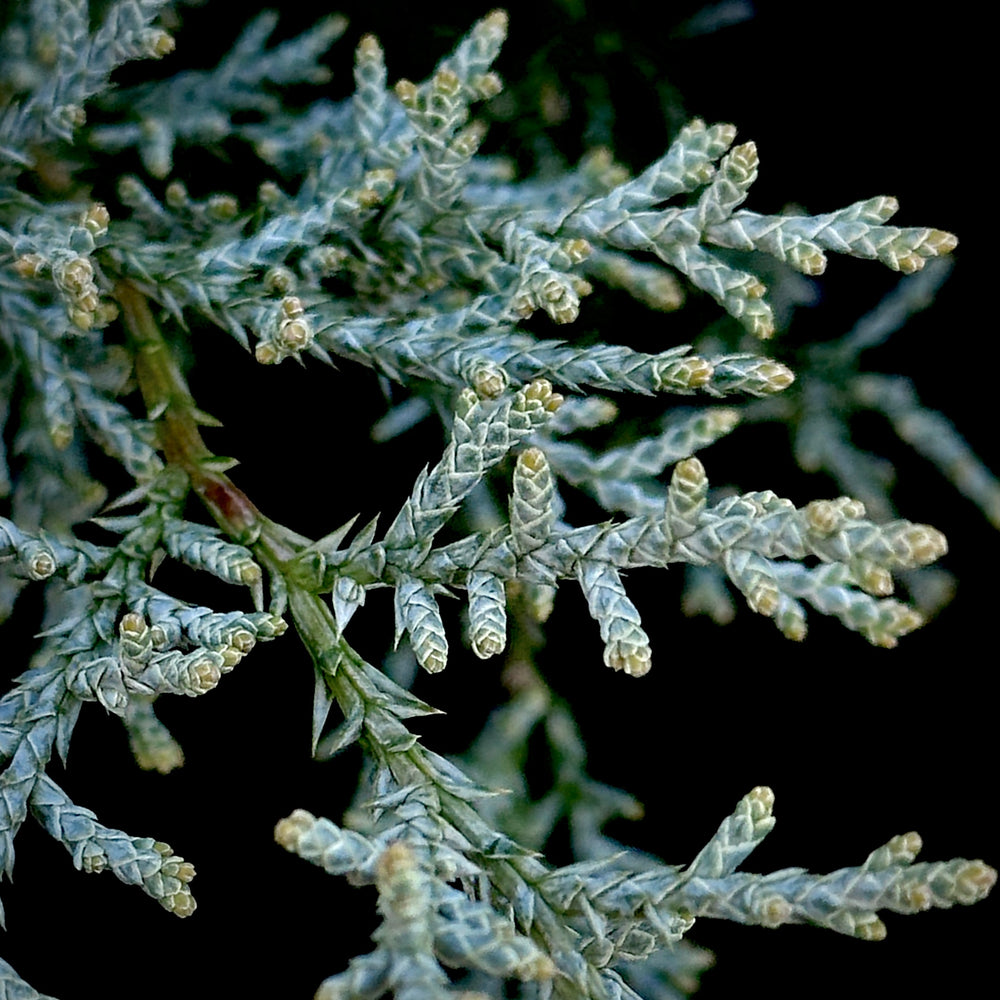 Angelica Blue Juniper - 3 gallon container – Lots of Plants
