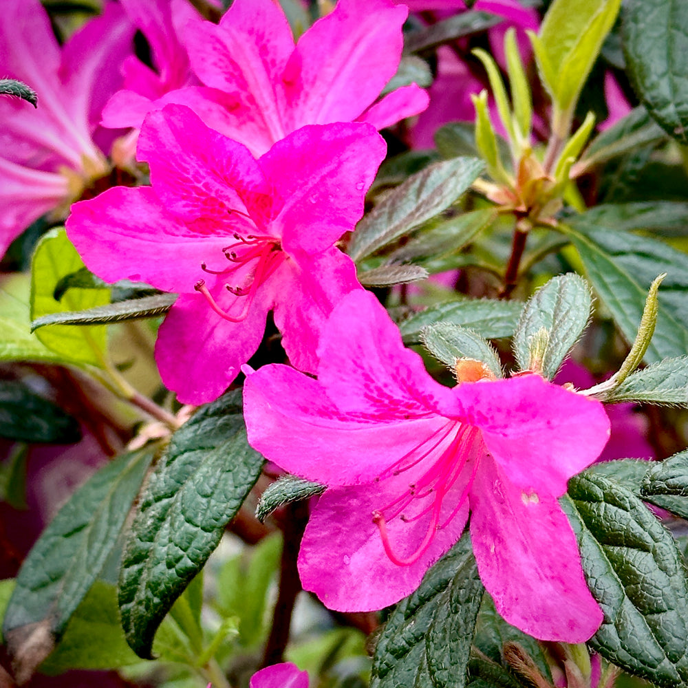 Autumn Amethyst® Encore Azalea - 3 gallon container – Lots of Plants