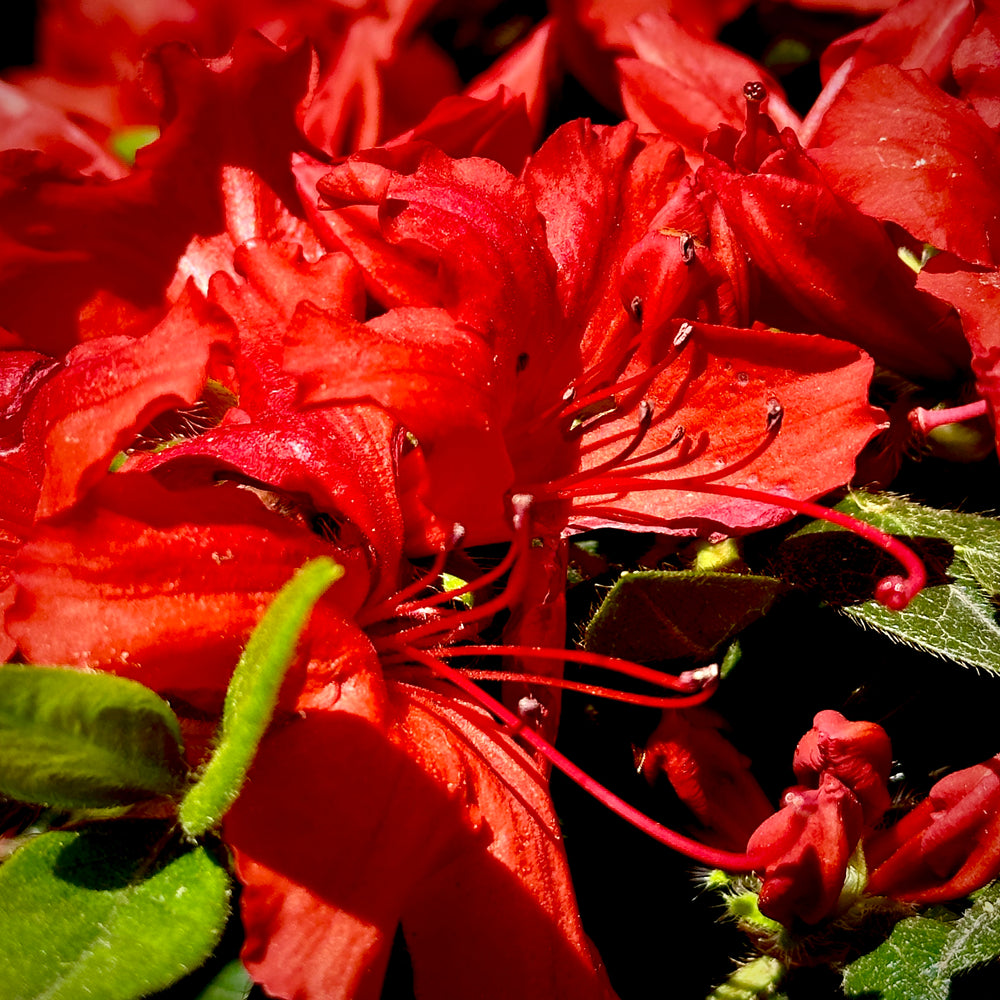 Perfecto Mundo® Orange Azalea- 3 gallon container – Lots of Plants