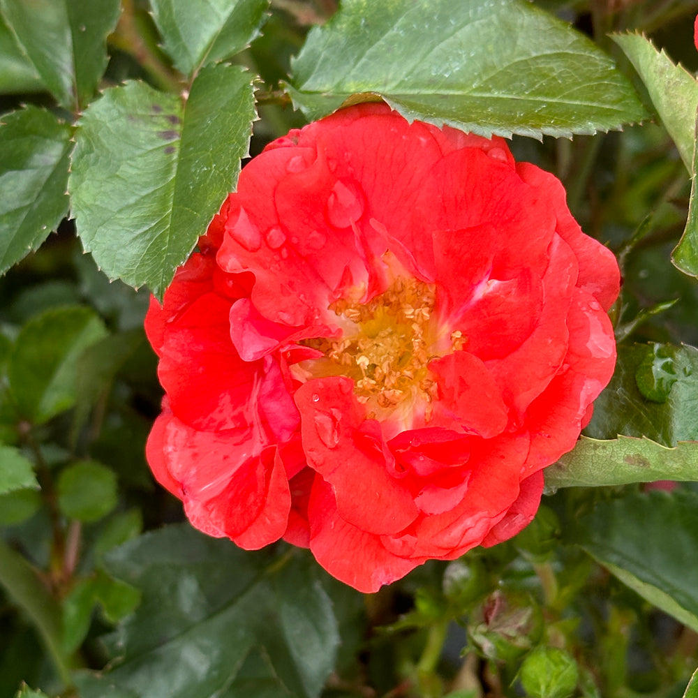 Coral Drift® Rose - 3 gallon container – Lots of Plants