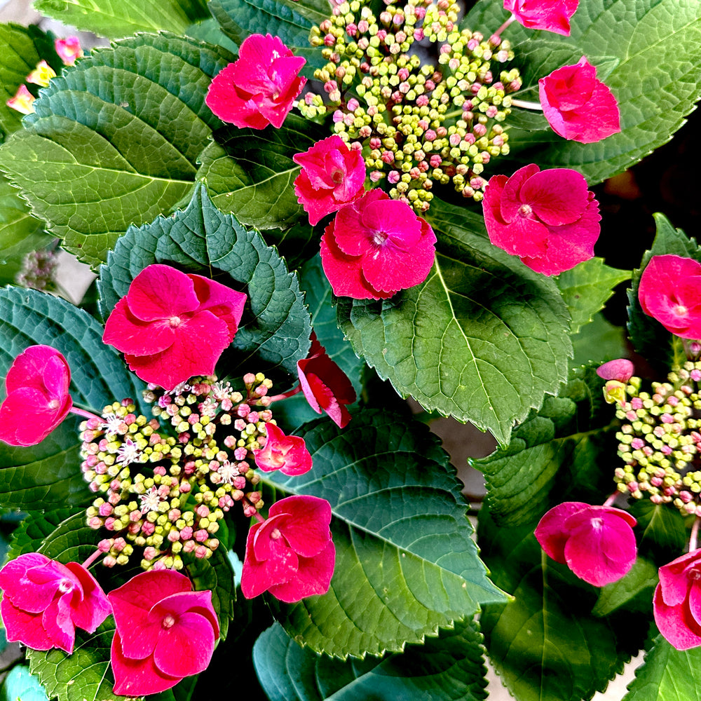 Cherry Explosion Hydrangea - 7 gallon container – Lots of Plants