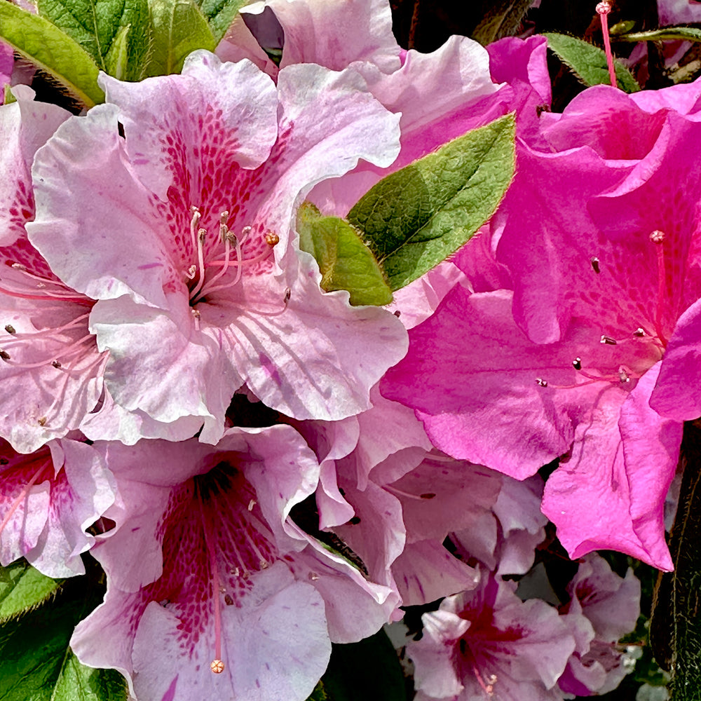 Autumn Twist® Encore Azalea - 3 gallon container – Lots of Plants
