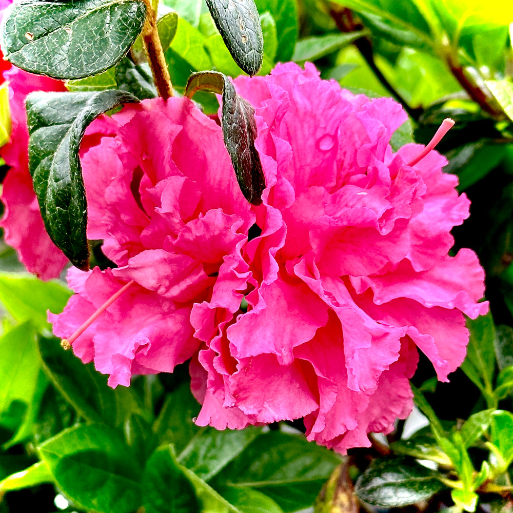 Bloom-A-Thon® Pink Double Azalea- 3 gallon container – Lots of Plants