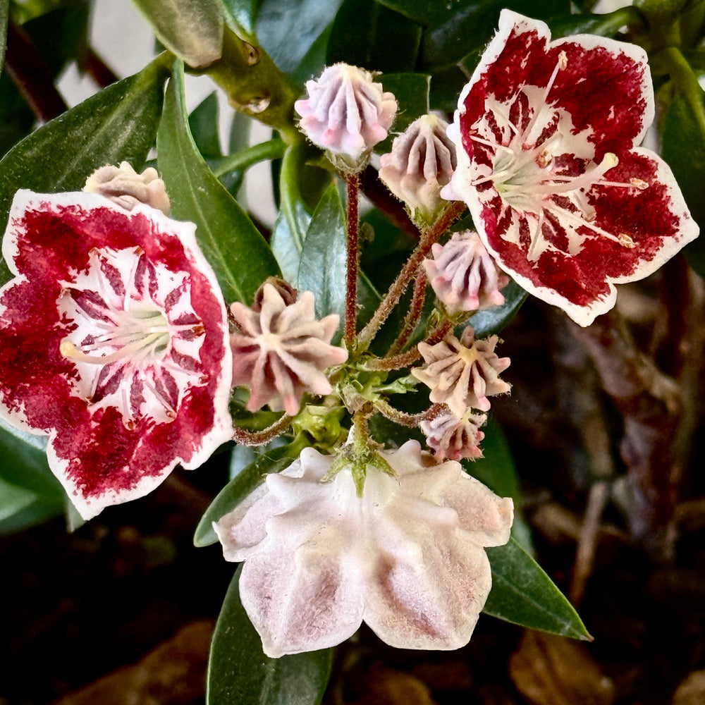 Minuet Mountain Laurel - 2 gallon container – Lots of Plants