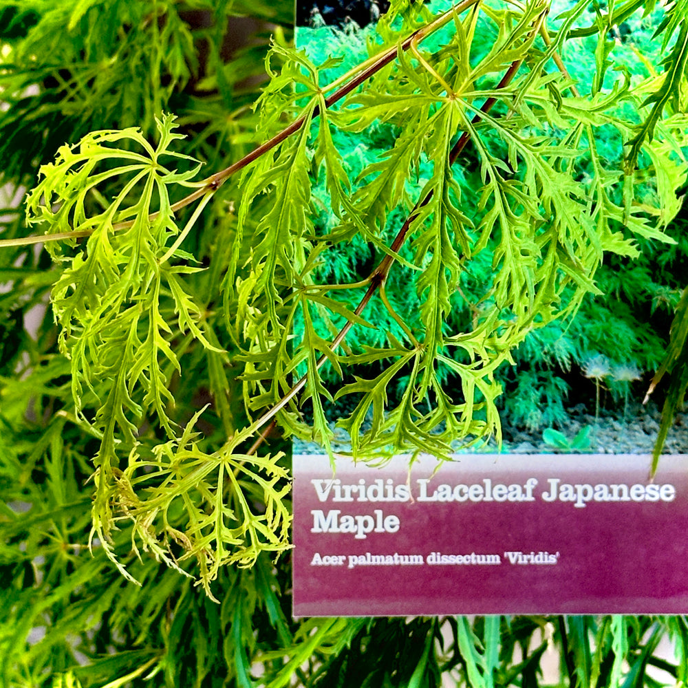 Viridis Japanese Maple - 2 gallon container- 2-3ft – Lots of Plants