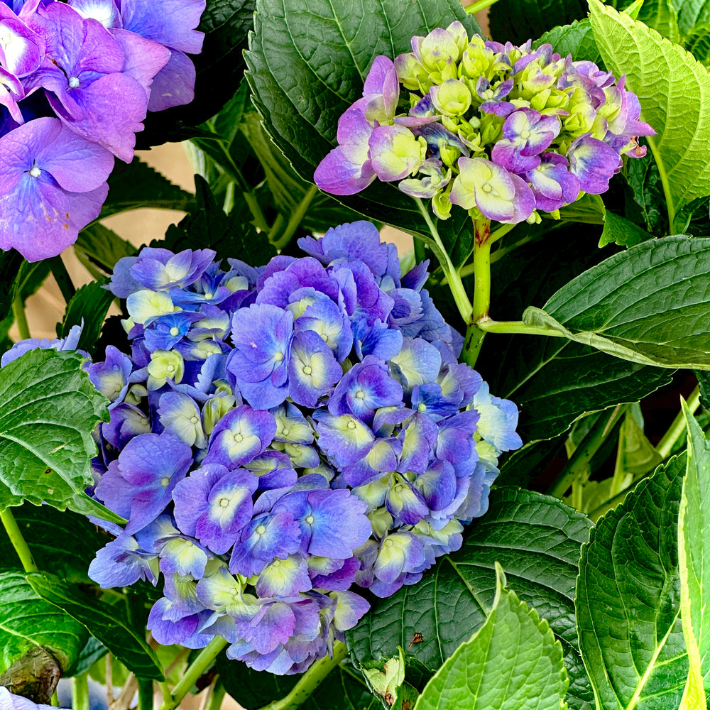 L.A. Dreamin'™ Hydrangea - 3 gallon container – Lots of Plants