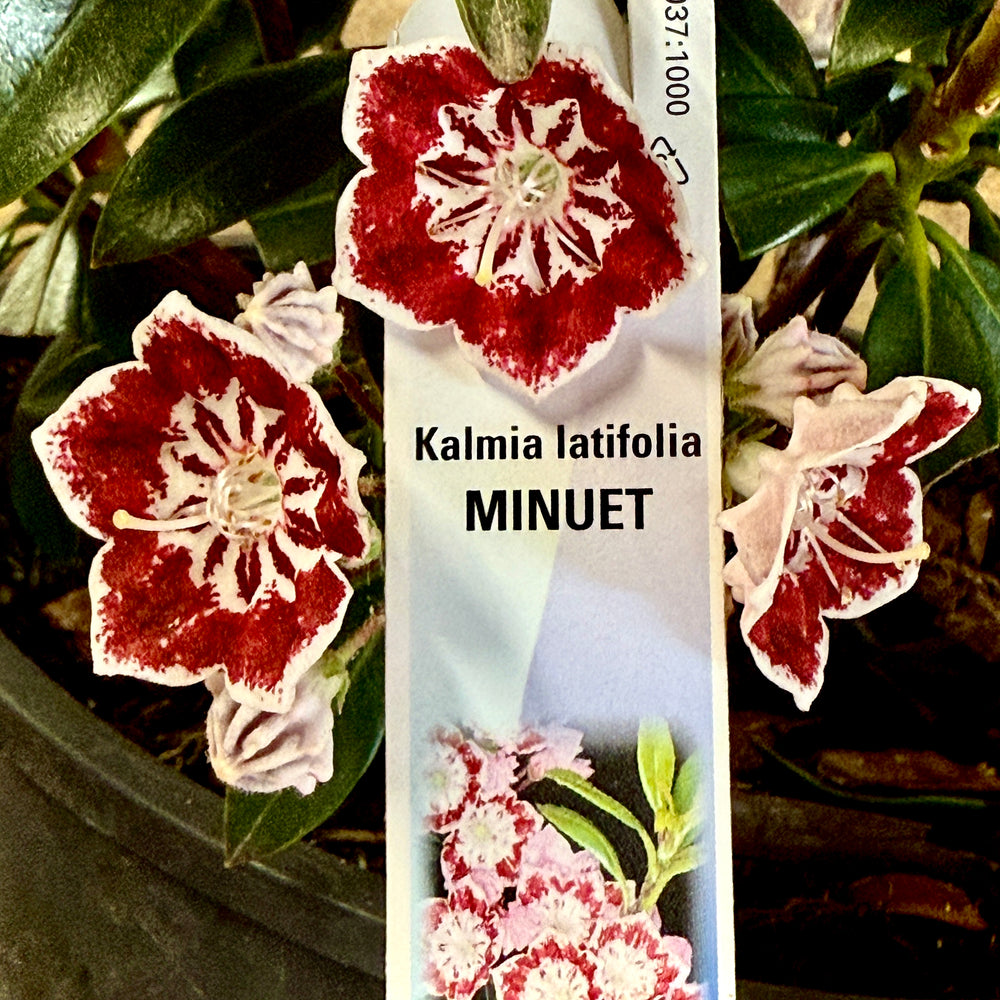 Minuet Mountain Laurel - 2 gallon container – Lots of Plants