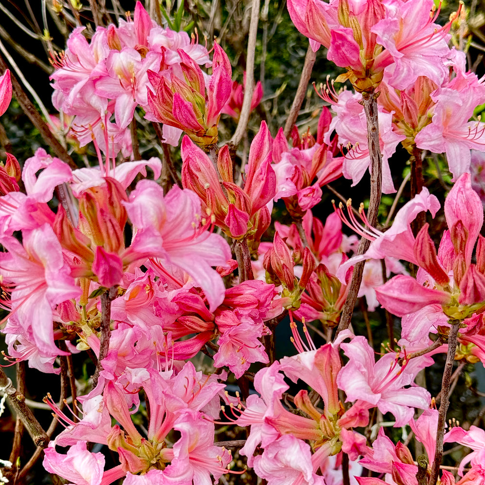 Candy Lights Deciduous Azalea - 3 gallon container – Lots of Plants