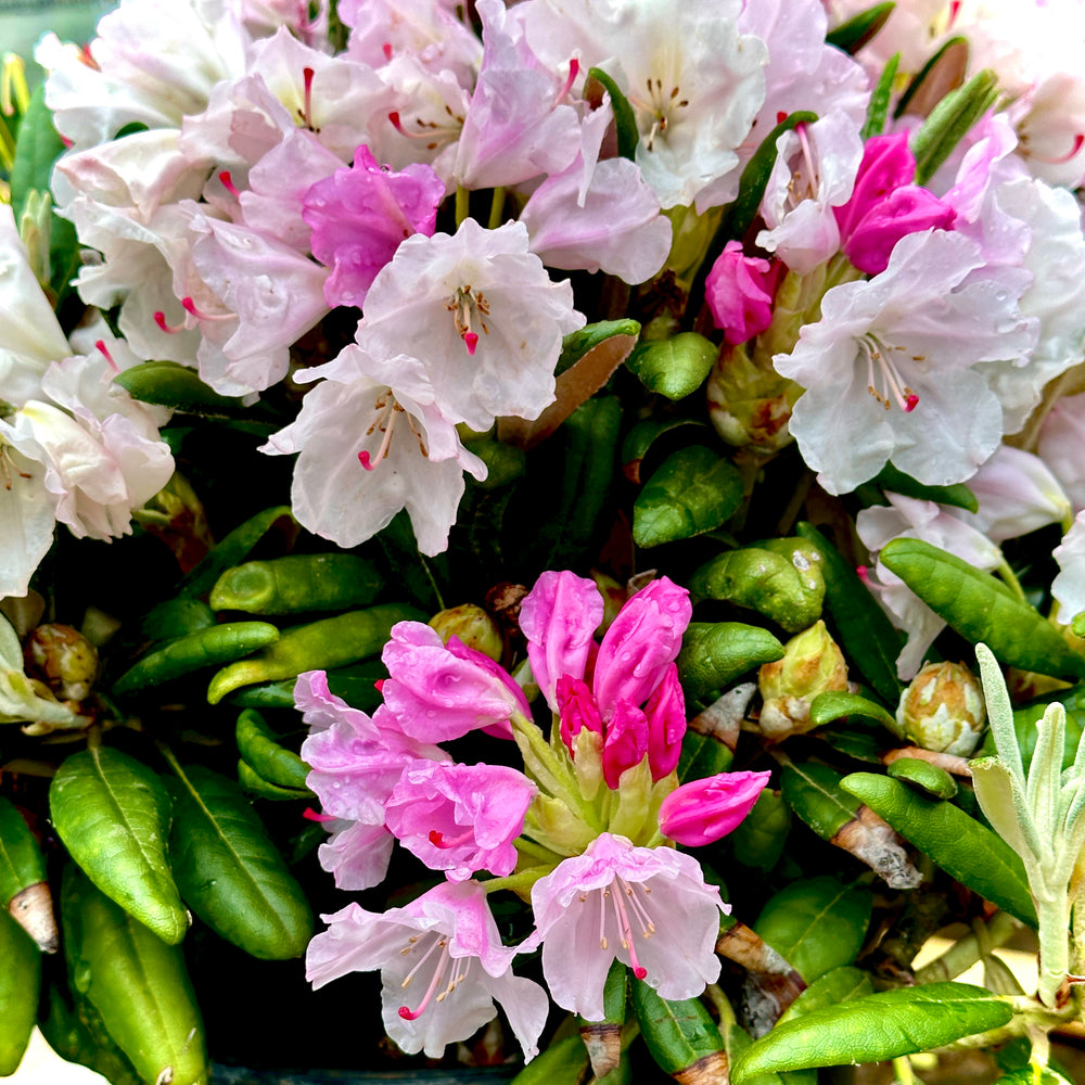 Crete Rhododendron - 2 gallon container – Lots of Plants