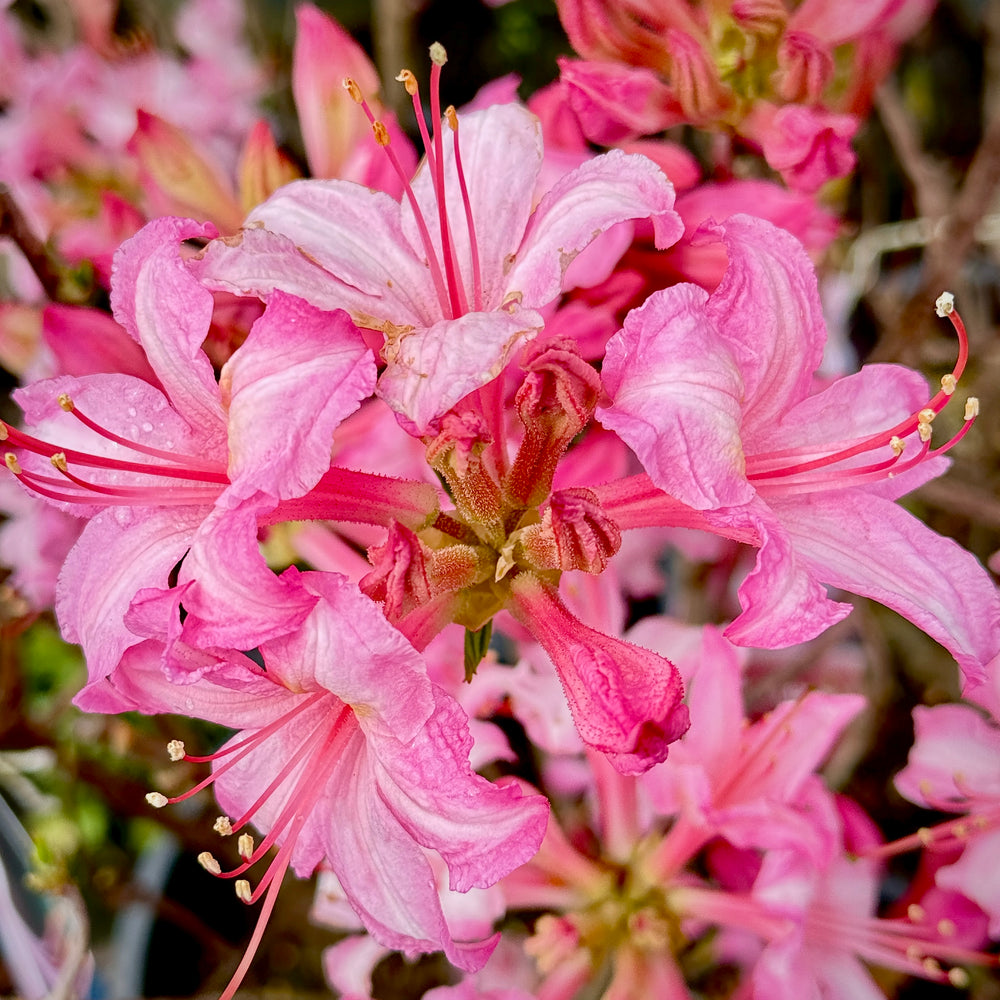 Candy Lights Deciduous Azalea - 3 gallon container – Lots of Plants