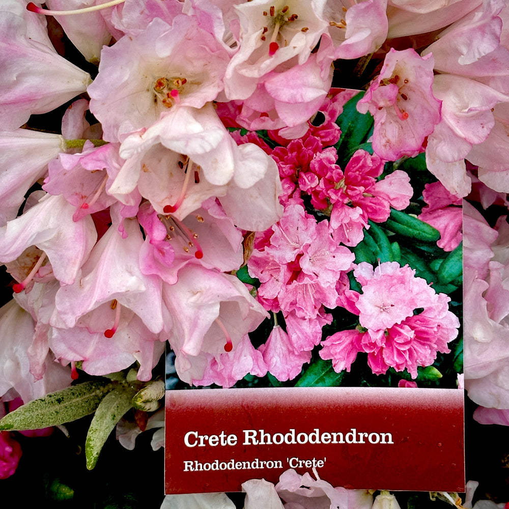 Crete Rhododendron - 2 gallon container – Lots of Plants