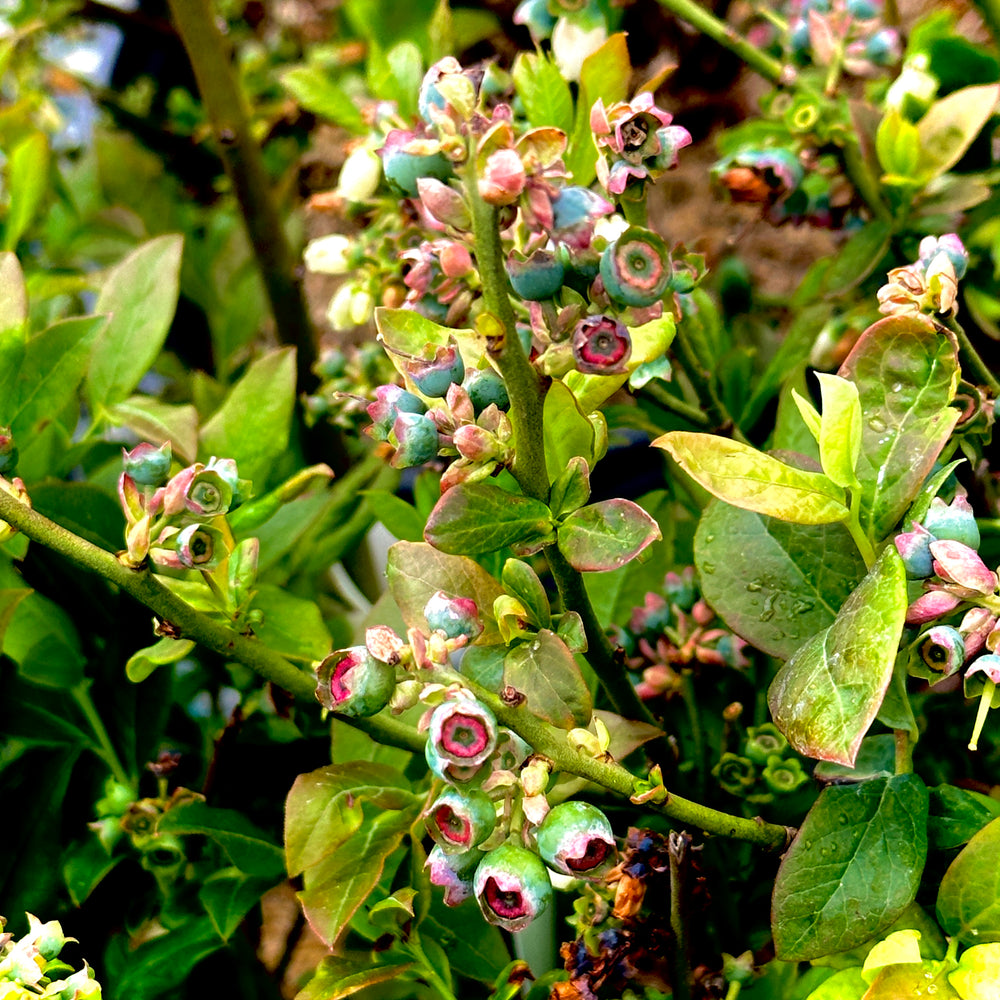 Perpetua® Blueberry by Bushel and Berry®- 2 gallon container – Lots of ...