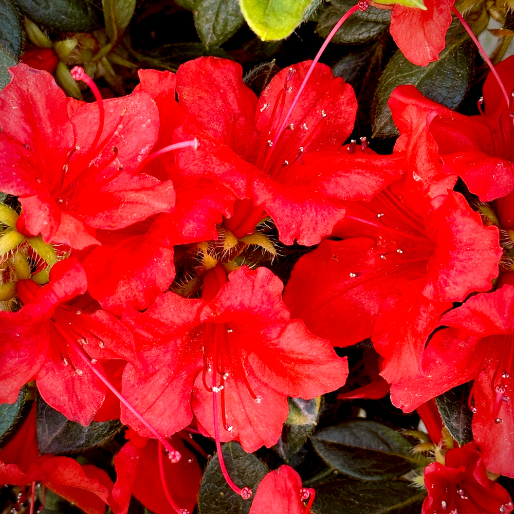 Perfecto Mundo® Orange Azalea- 3 gallon container – Lots of Plants