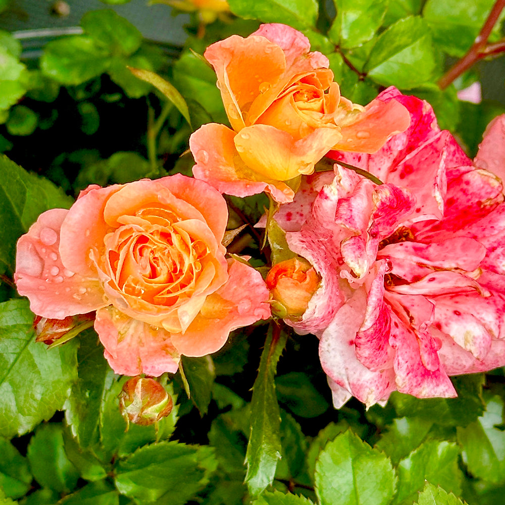 Peach Drift® Rose - 3 gallon container – Lots of Plants