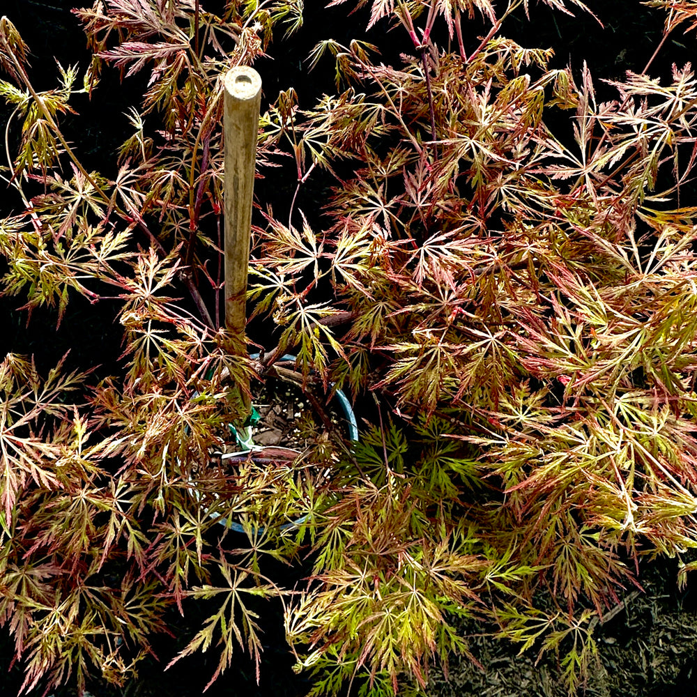 Orangeola Japanese Maple - 2 gallon container- 2-3ft – Lots of Plants