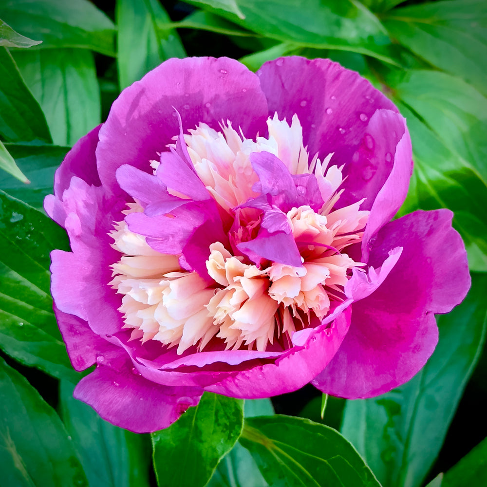 Celebrity Peony - 3 gallon container – Lots of Plants