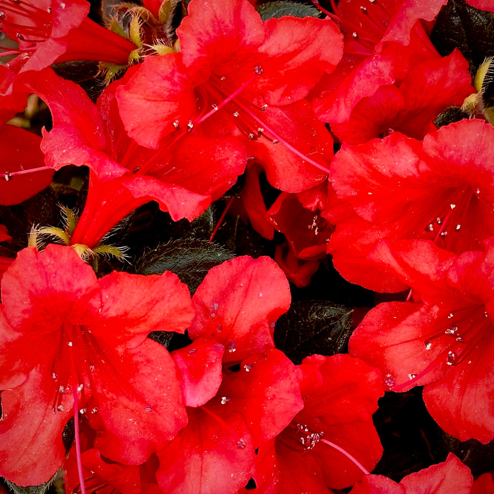 Perfecto Mundo® Orange Azalea- 3 gallon container – Lots of Plants